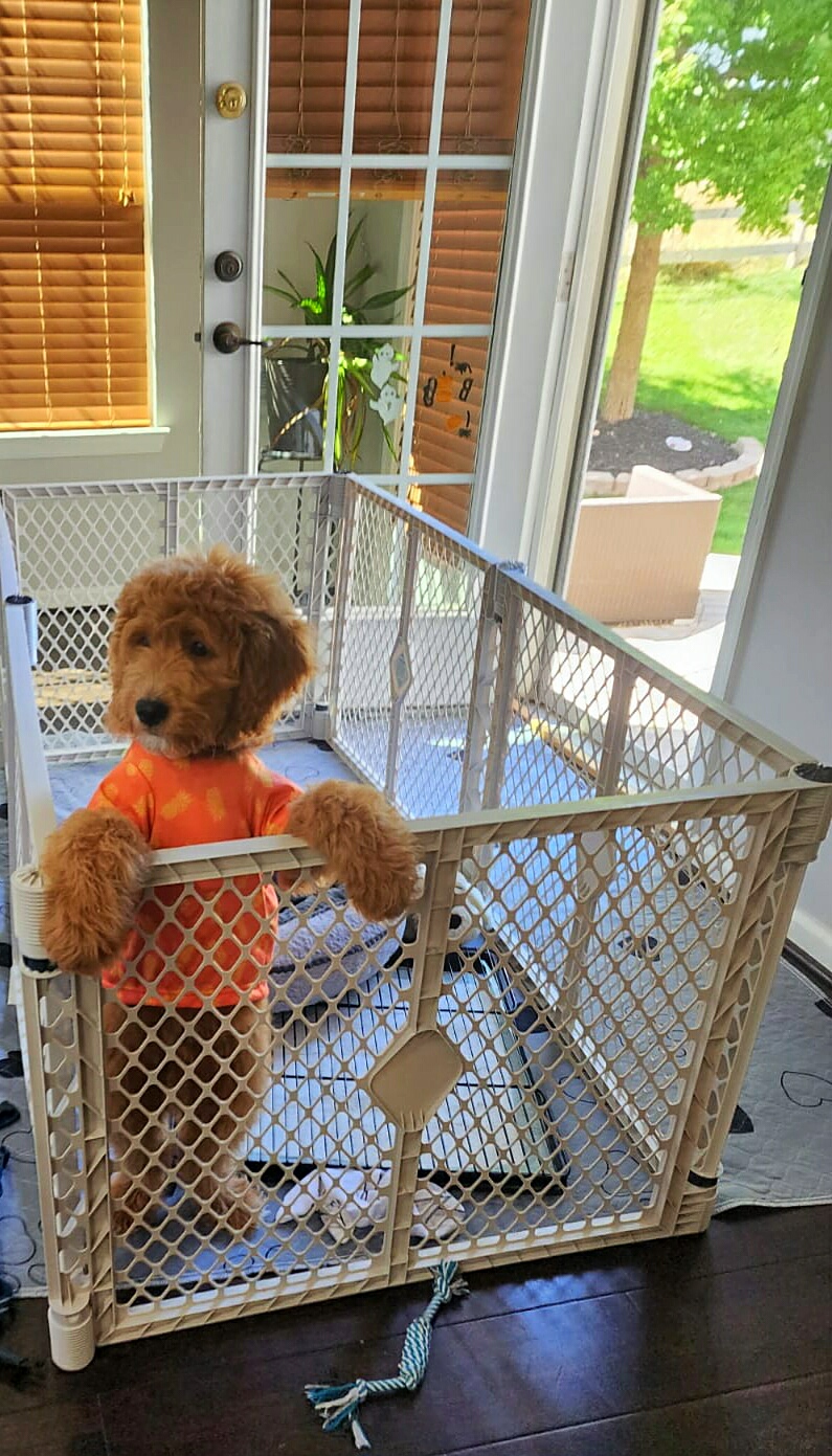 Dog Sitter | GigMarket