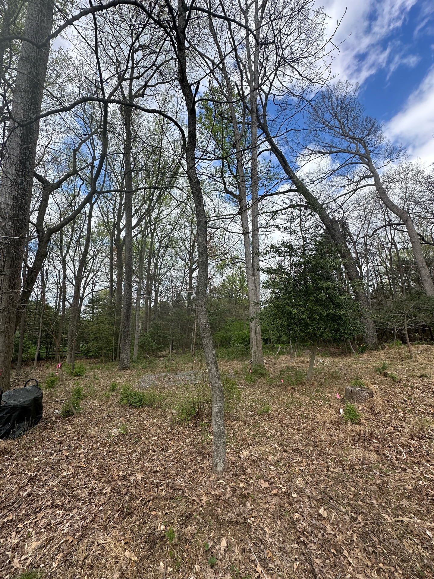 med tree removal | GigMarket